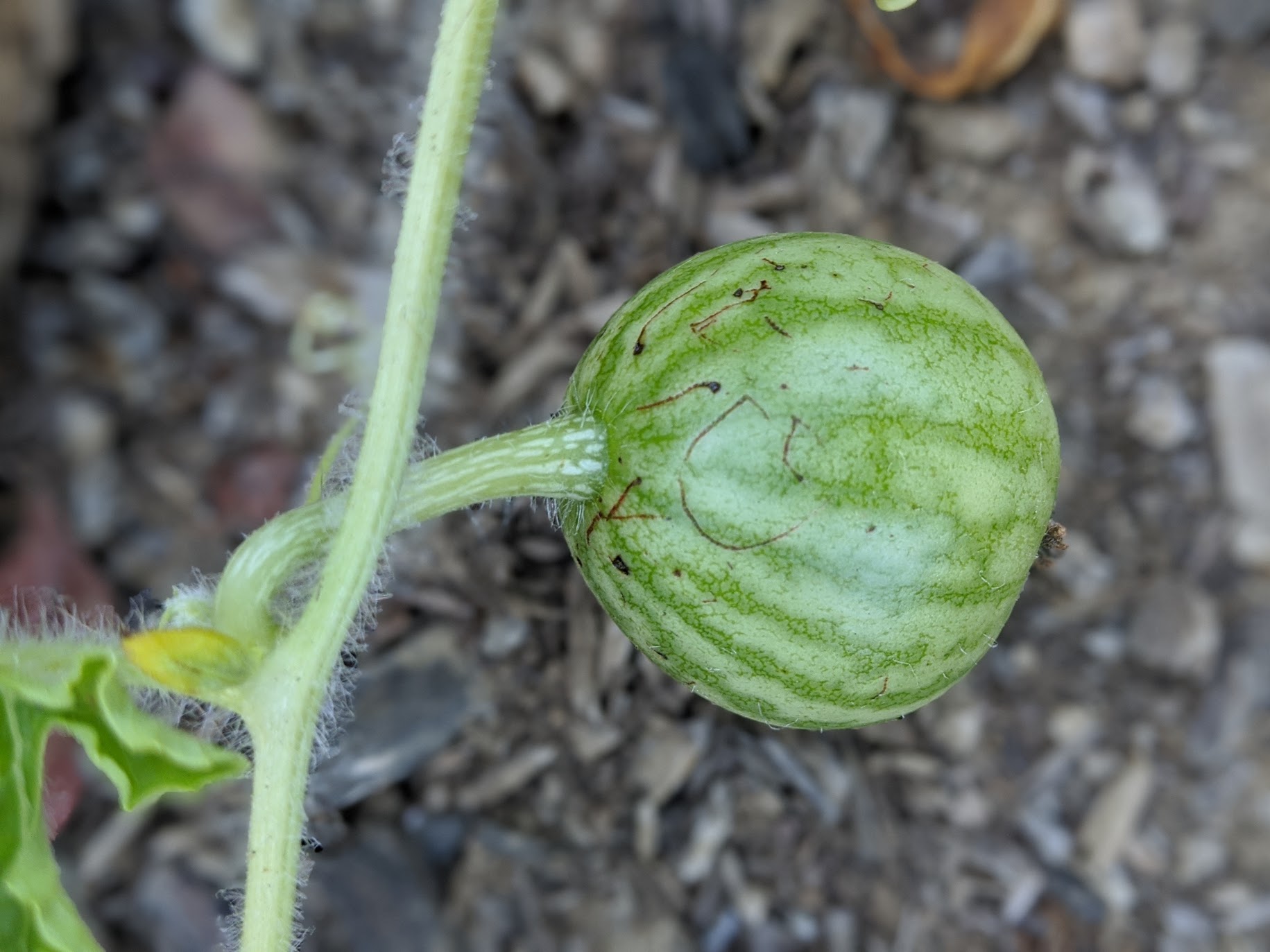 California Homestead: Watermelon – A Brief History, Harvesting & Juice ...