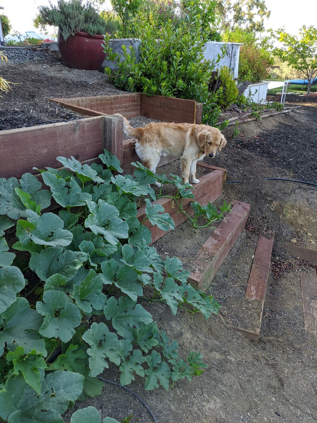 California Homestead: Photos of a Permaculture Effort in California ...